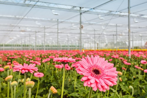 Understanding basic principles of lighting and its effect on flower crops